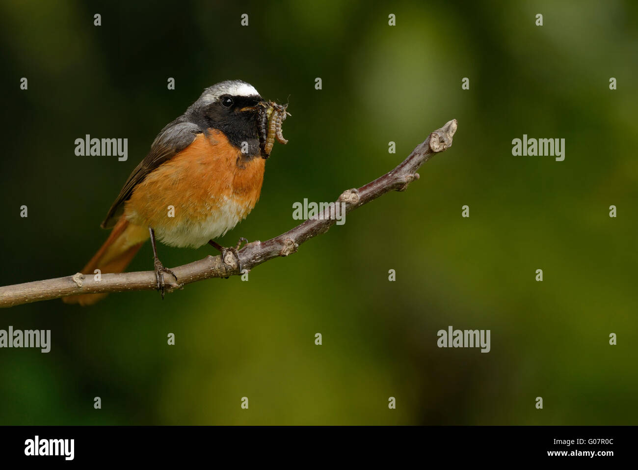 Redstart Nest Box High Resolution Stock Photography and Images - Alamy