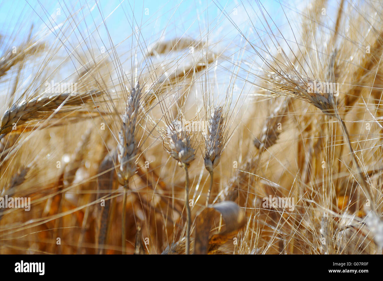 Rye field on a beautiful sunny sky background Stock Photo - Alamy