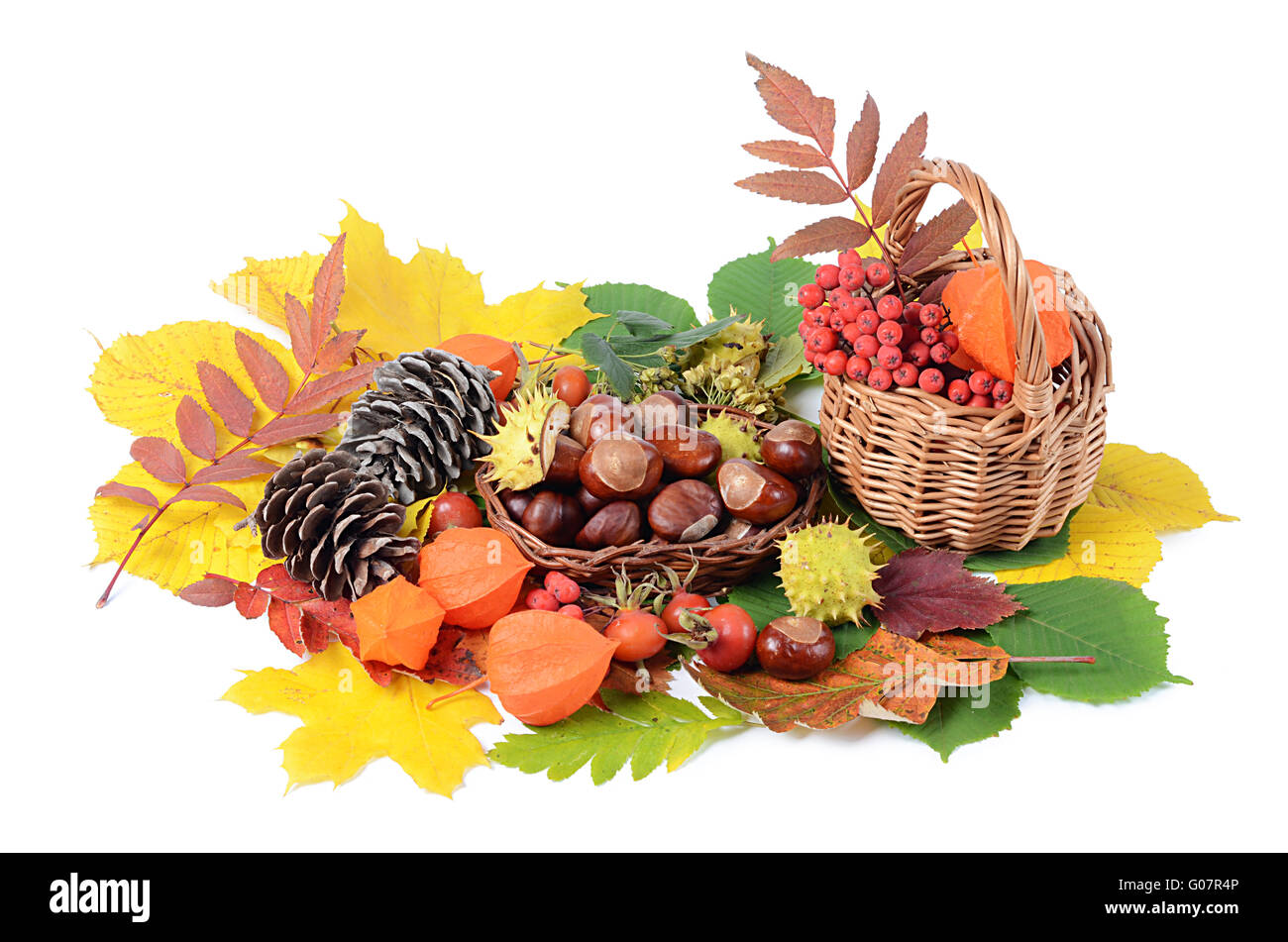 Mountain ash forest Cut Out Stock Images & Pictures - Alamy