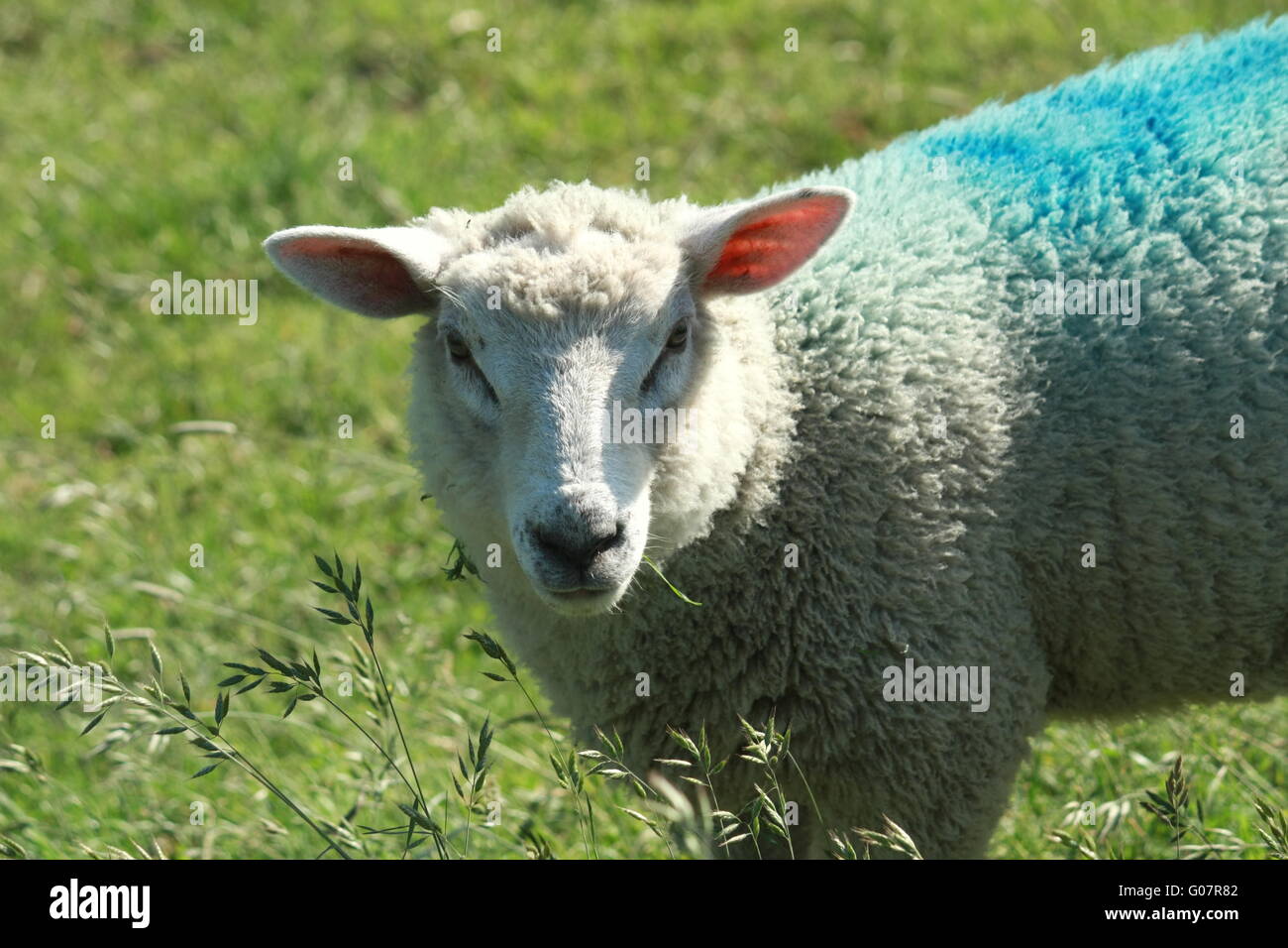 Sheep portrait, animal face Stock Photo - Alamy