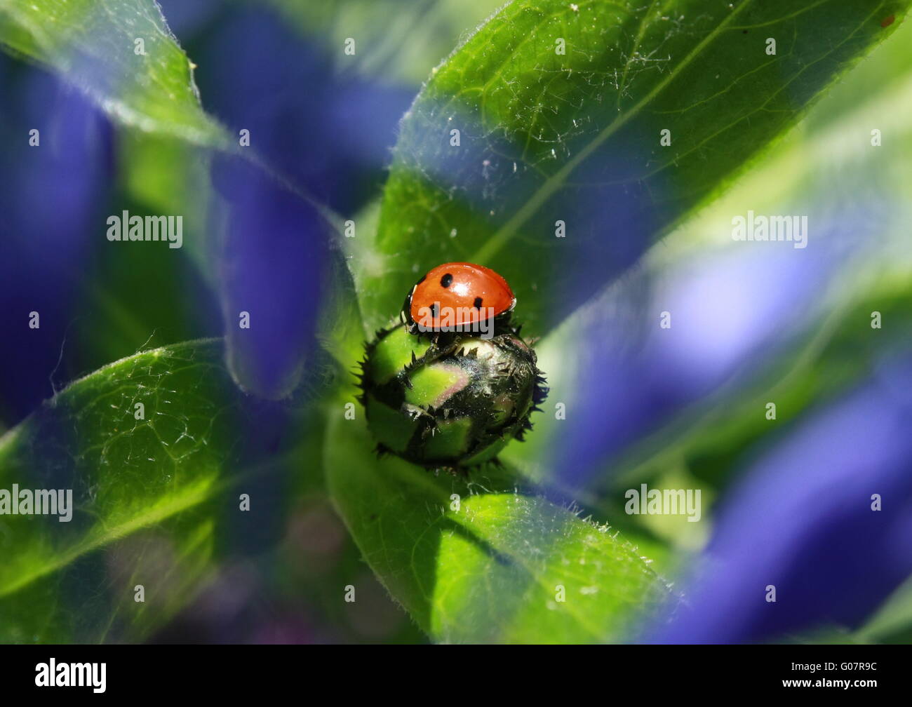 Ladybug on blue flower Stock Photo - Alamy