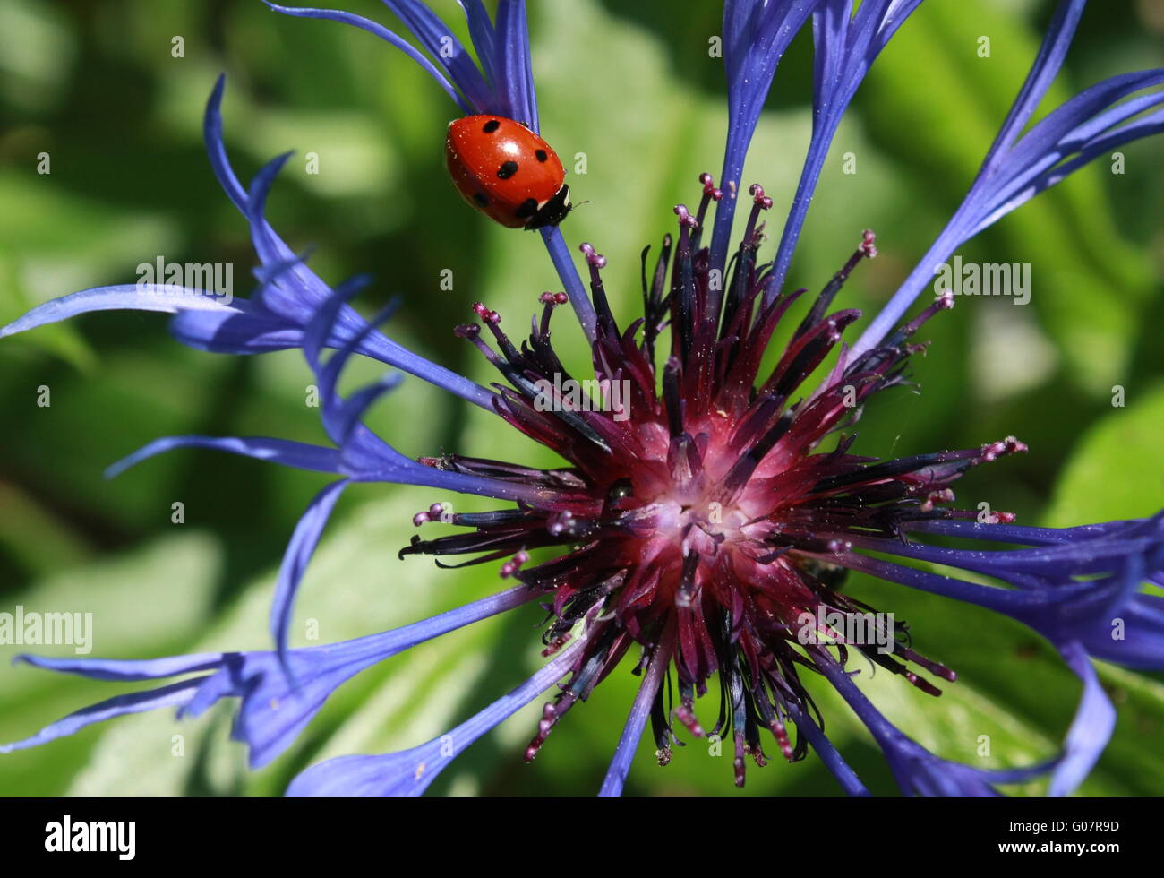 Ladybug on blue flower Stock Photo - Alamy