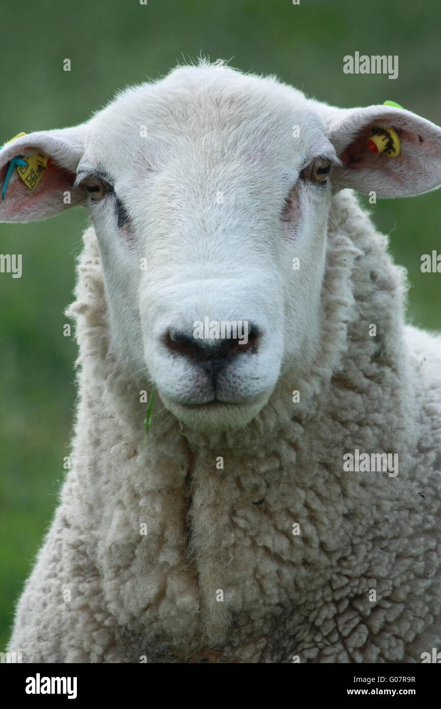 Sheep face hi-res stock photography and images - Alamy
