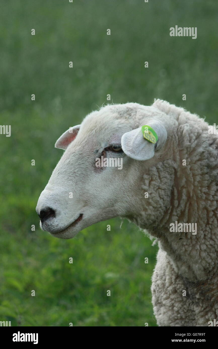 Original animal hi-res stock photography and images - Alamy