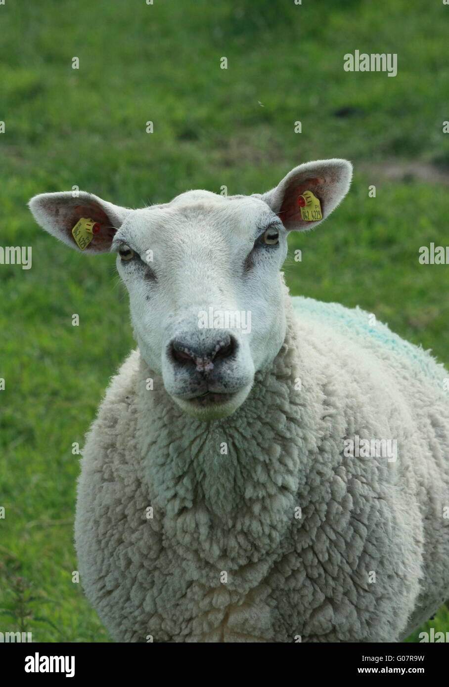 Sheep portrait, animal face Stock Photo - Alamy