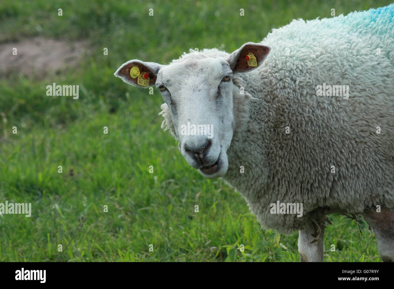 Sheep portrait, animal face Stock Photo - Alamy