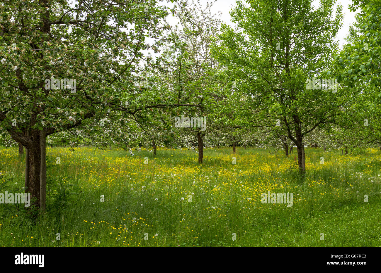 Blooming apple trees in spring with yellow flowers Stock Photo - Alamy