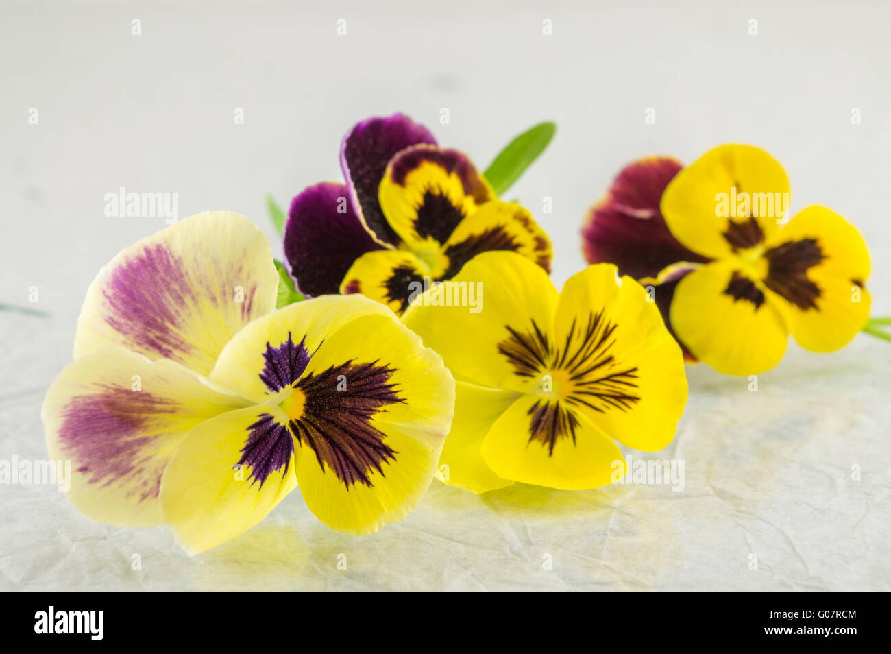 Purple and yellow violet hi-res stock photography and images - Alamy