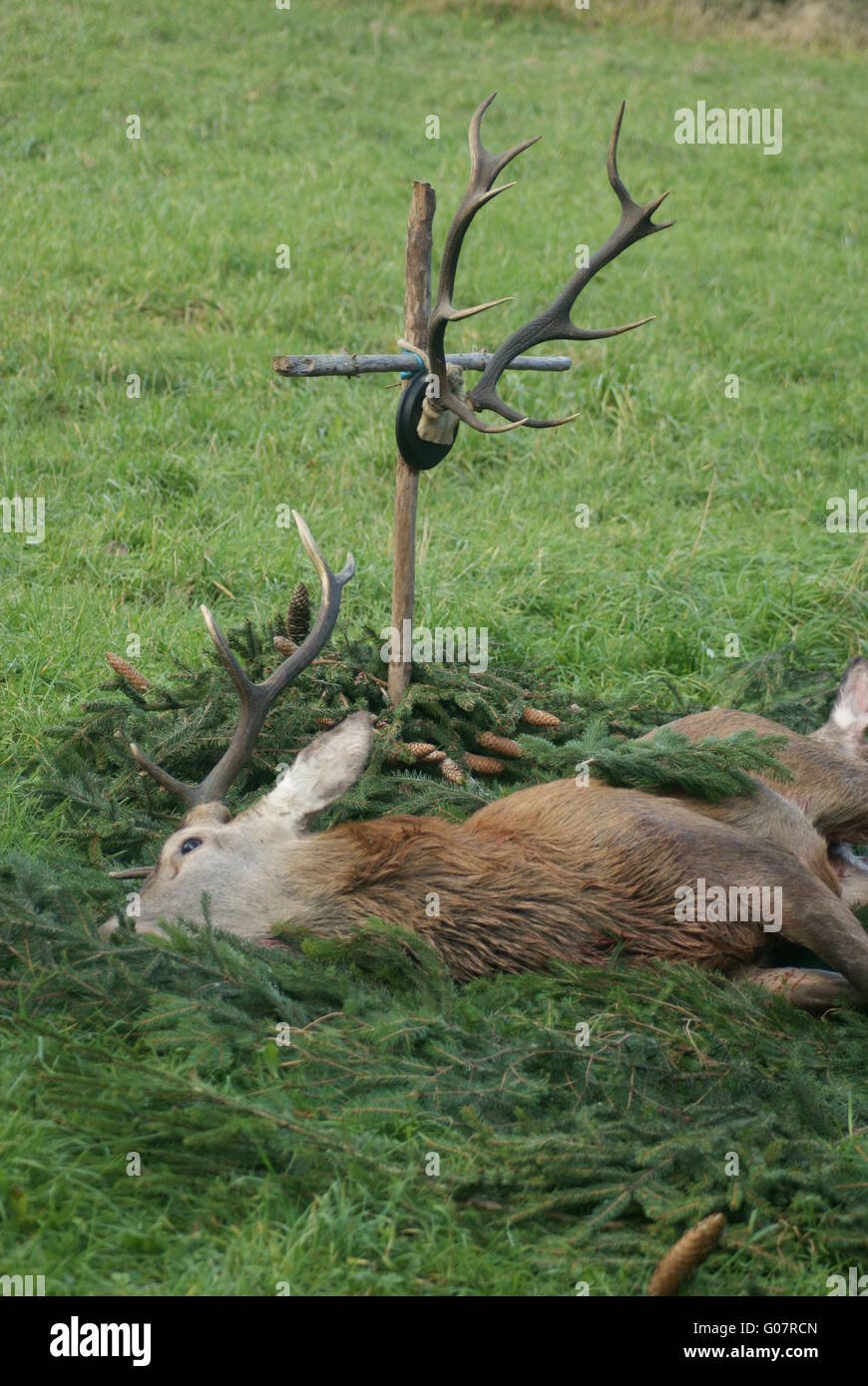 Hubertus hunting hi-res stock photography and images - Alamy