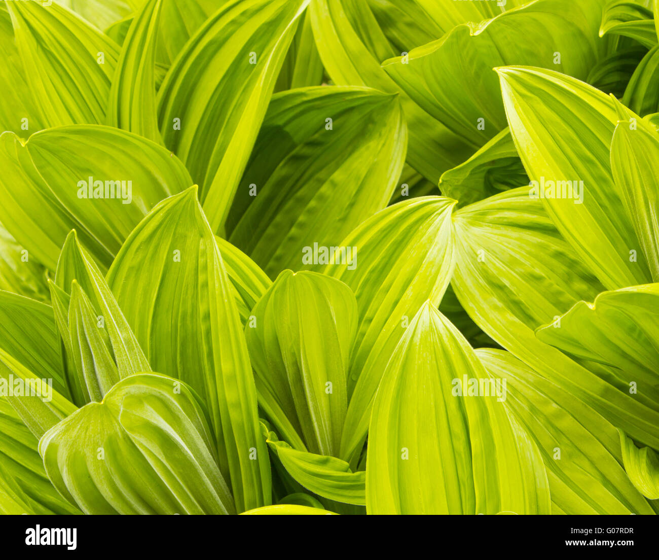 Green hosta leaves hi-res stock photography and images - Alamy