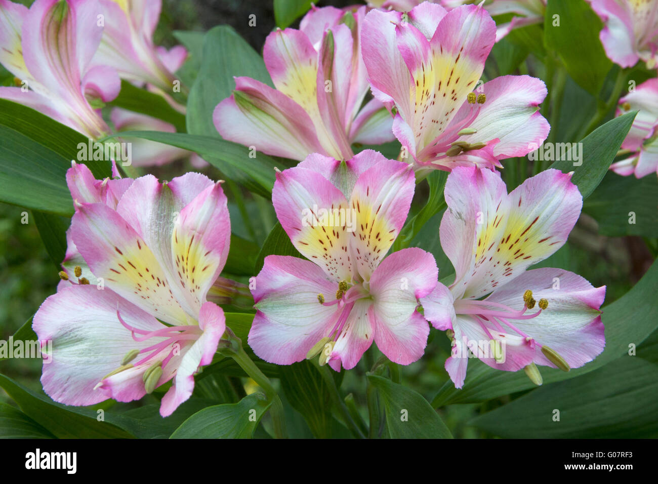 Peruvian lilies hi-res stock photography and images - Alamy
