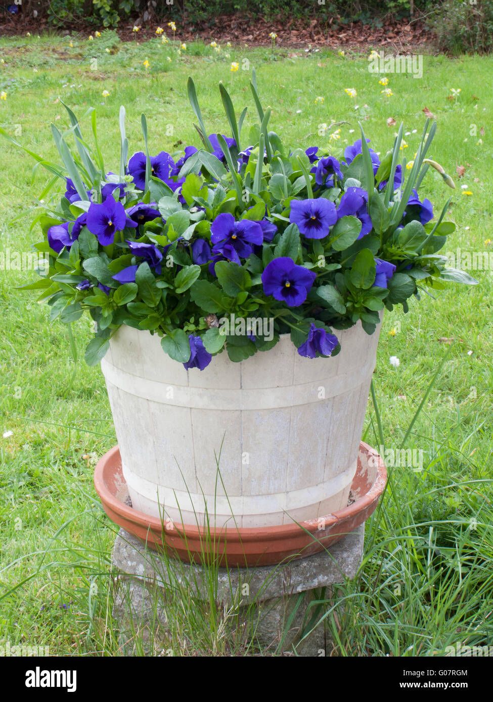Violas, growing in pot Stock Photo - Alamy