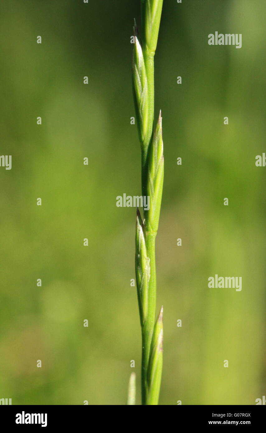 Grass panicle hi-res stock photography and images - Alamy