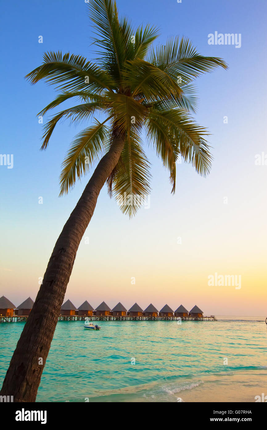 Palm tree over ocean in the light of the sunset su Stock Photo - Alamy