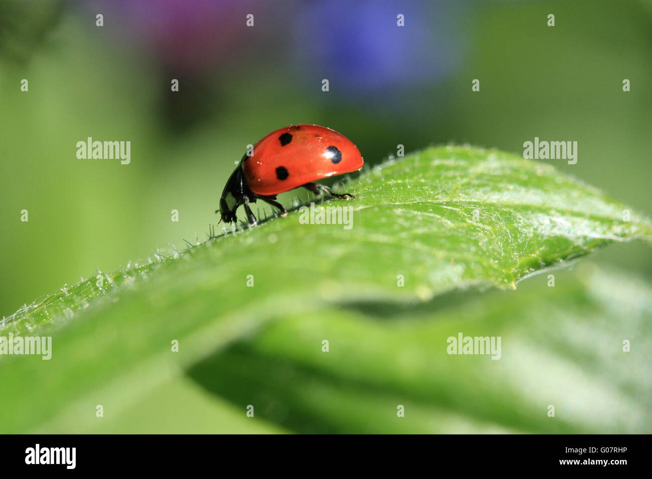 Ladybug running over green leaf Stock Photo - Alamy