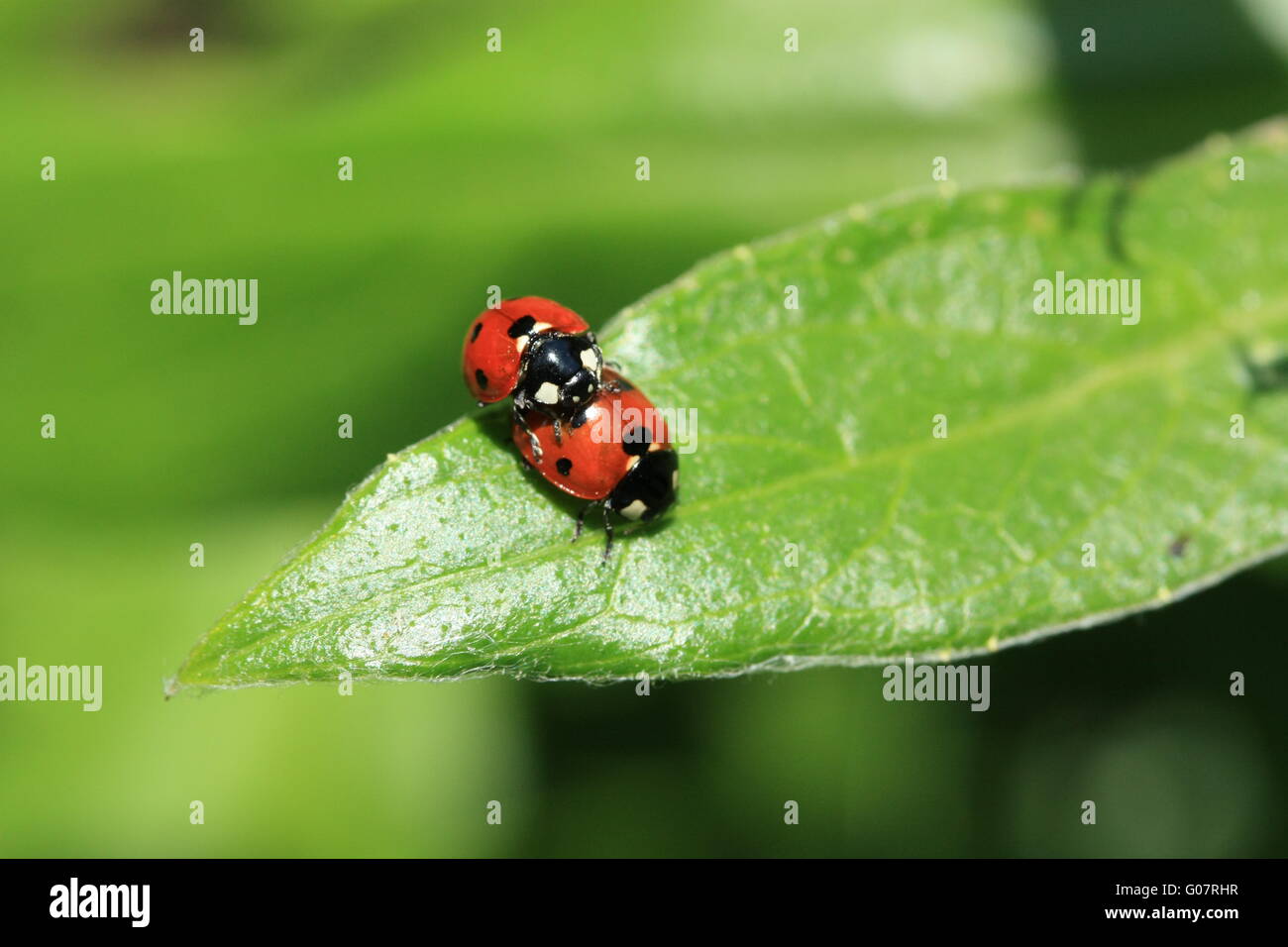 Mating ladybug hi-res stock photography and images - Alamy