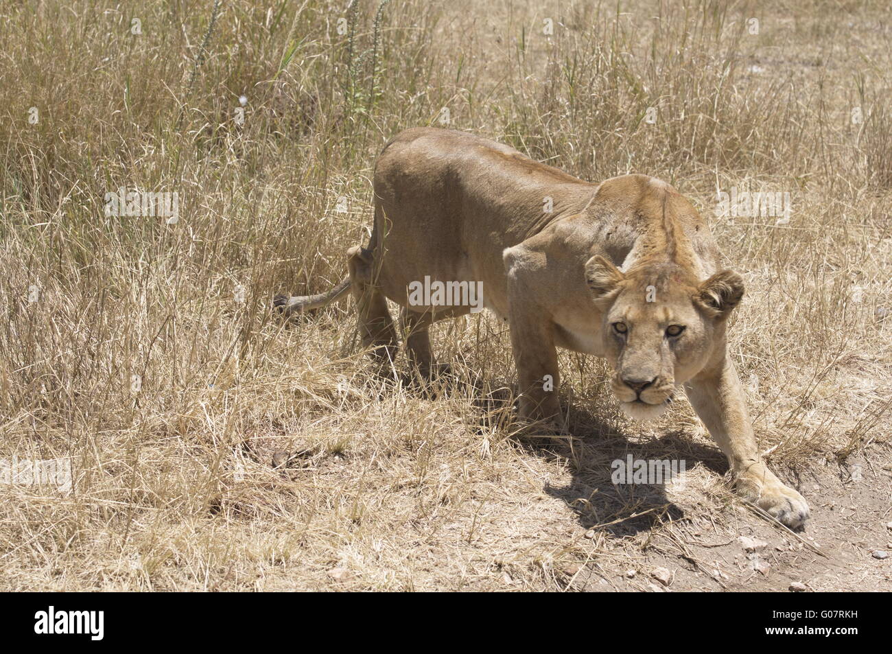 Fierce lioness hi-res stock photography and images - Alamy