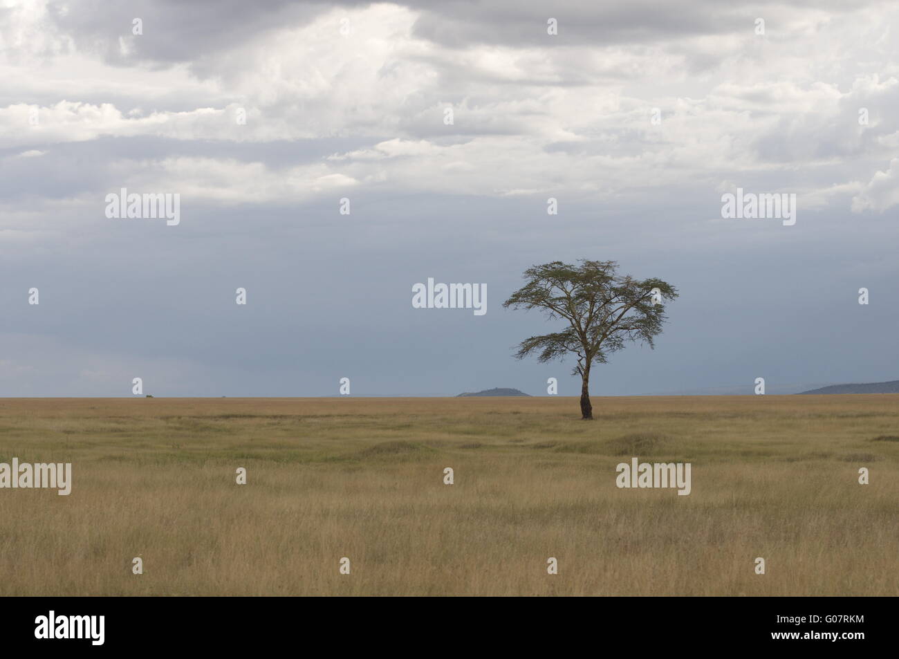 African plains hi-res stock photography and images - Alamy