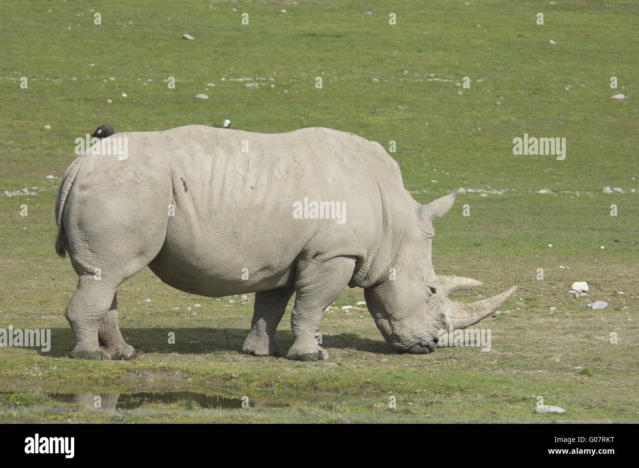 White rhinoceros bull hi-res stock photography and images - Alamy