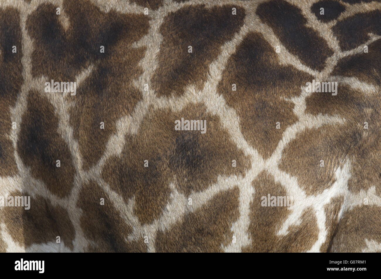 Giraffe shapes hi-res stock photography and images - Alamy