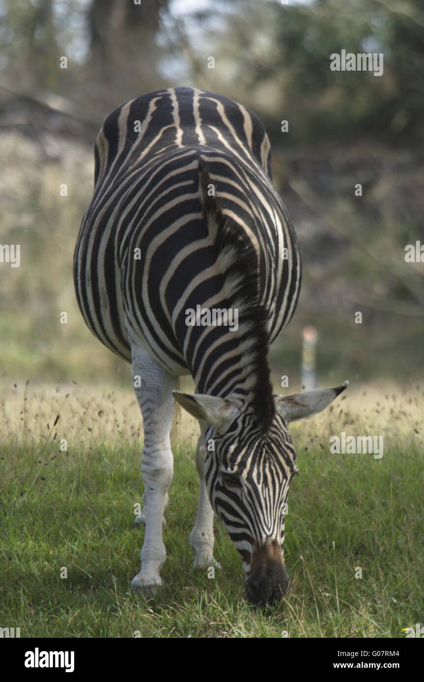 Zebra stallion hi-res stock photography and images - Alamy
