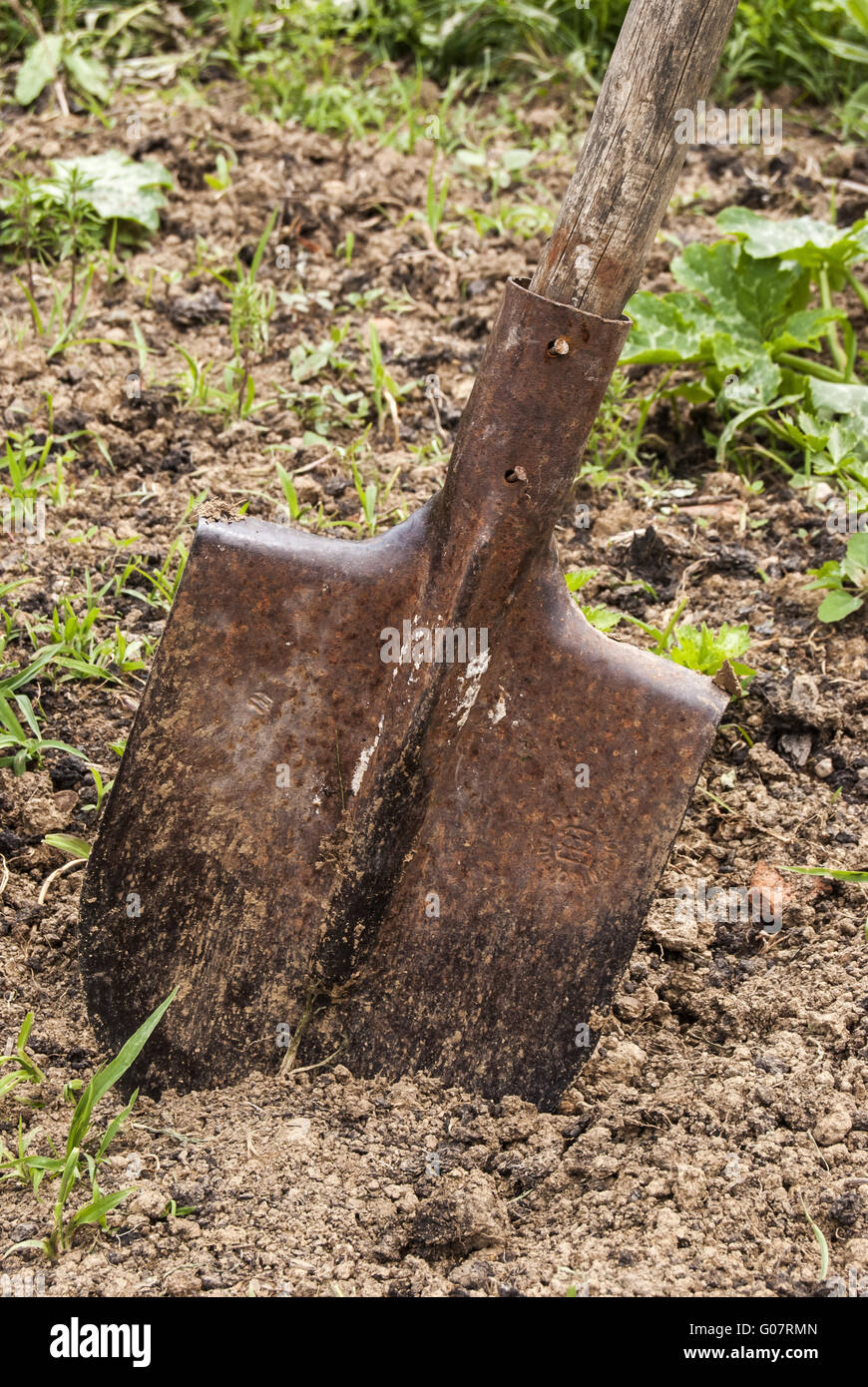 Used shovel stuck in garden bed as background Stock Photo - Alamy