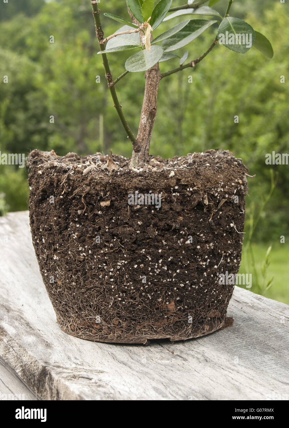 Plant with exposed roots and soil on rural backgro Stock Photo - Alamy