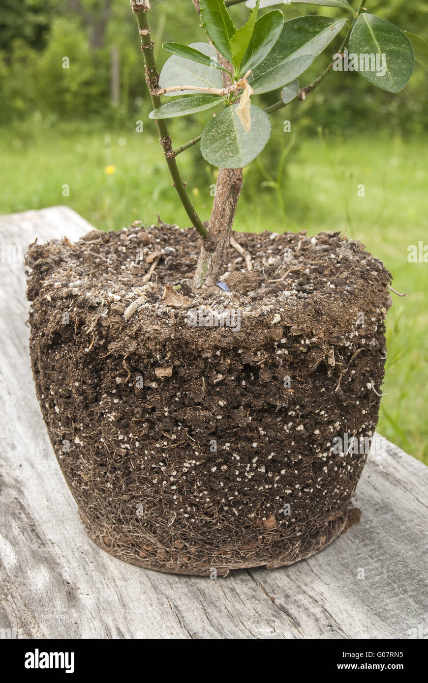 Root on soil hi-res stock photography and images - Alamy