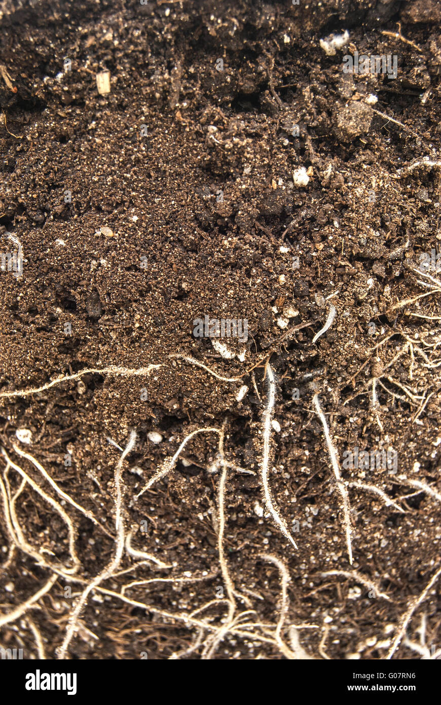 Tree roots underground hi-res stock photography and images - Alamy