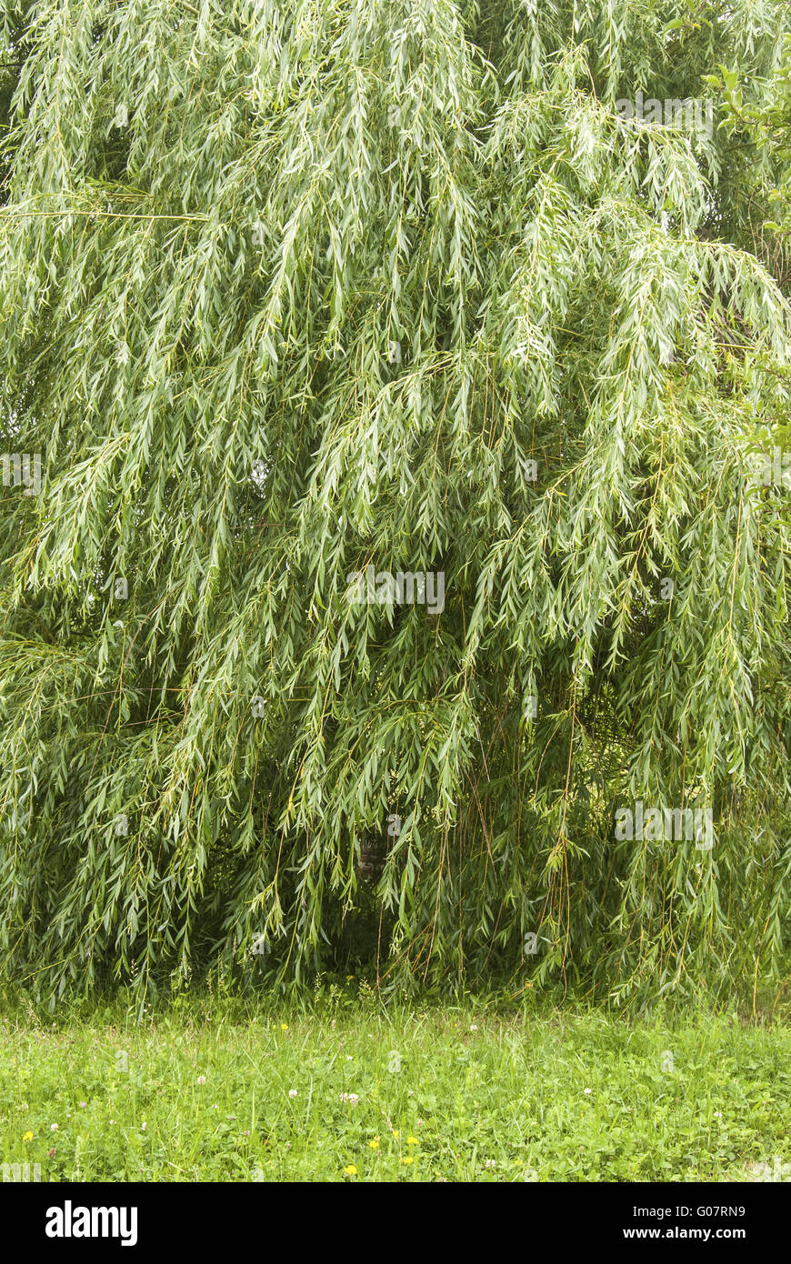 Willow on countryside meadow closeup as backcround Stock Photo - Alamy