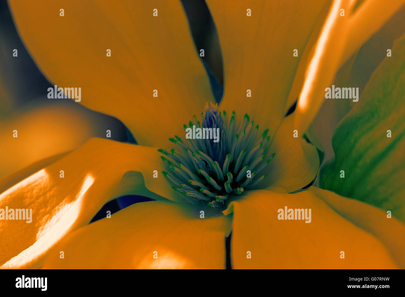 Closeup about a blossom Magnolia tree with color filter Stock Photo - Alamy