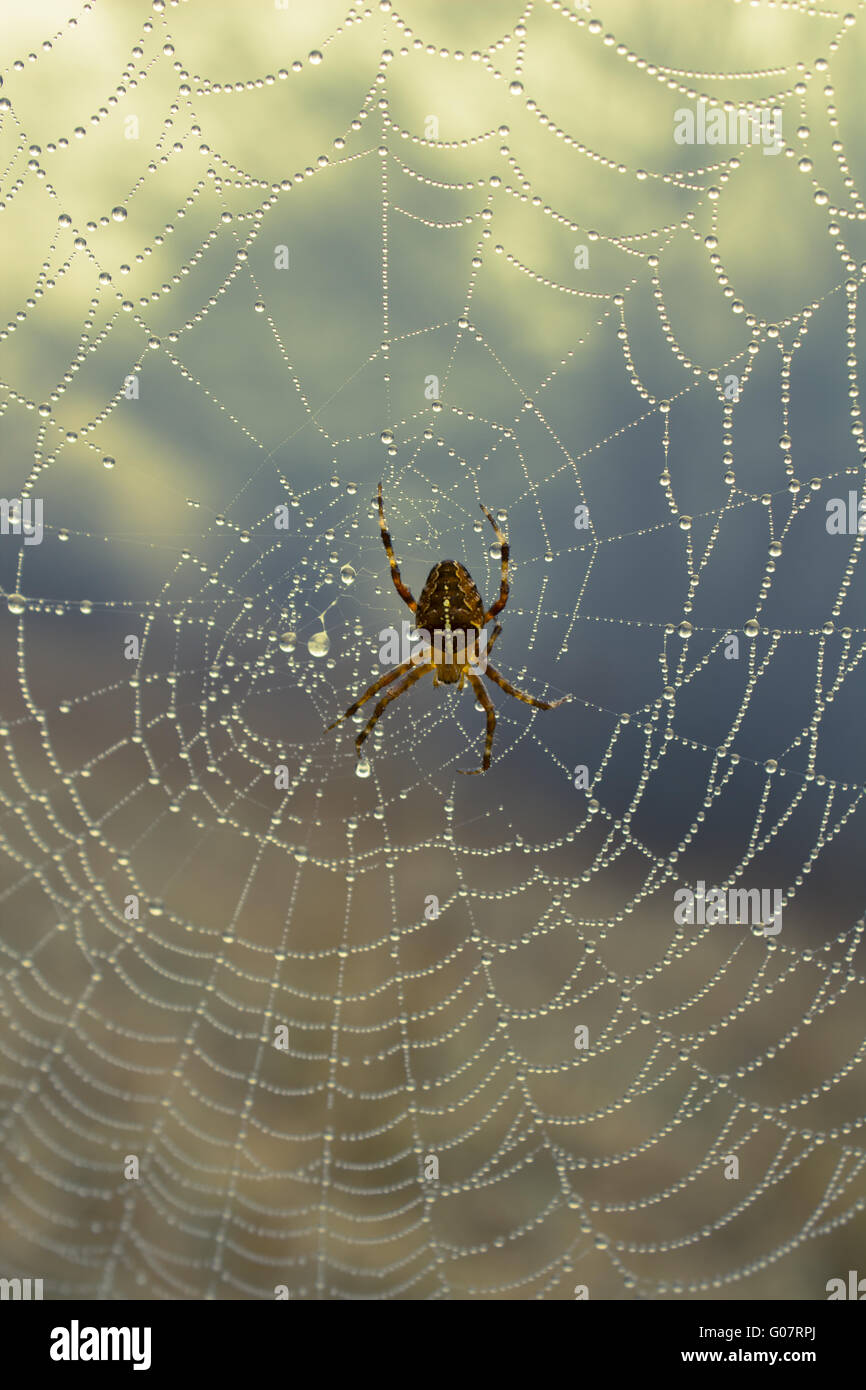 Spider on Web Stock Photo - Alamy