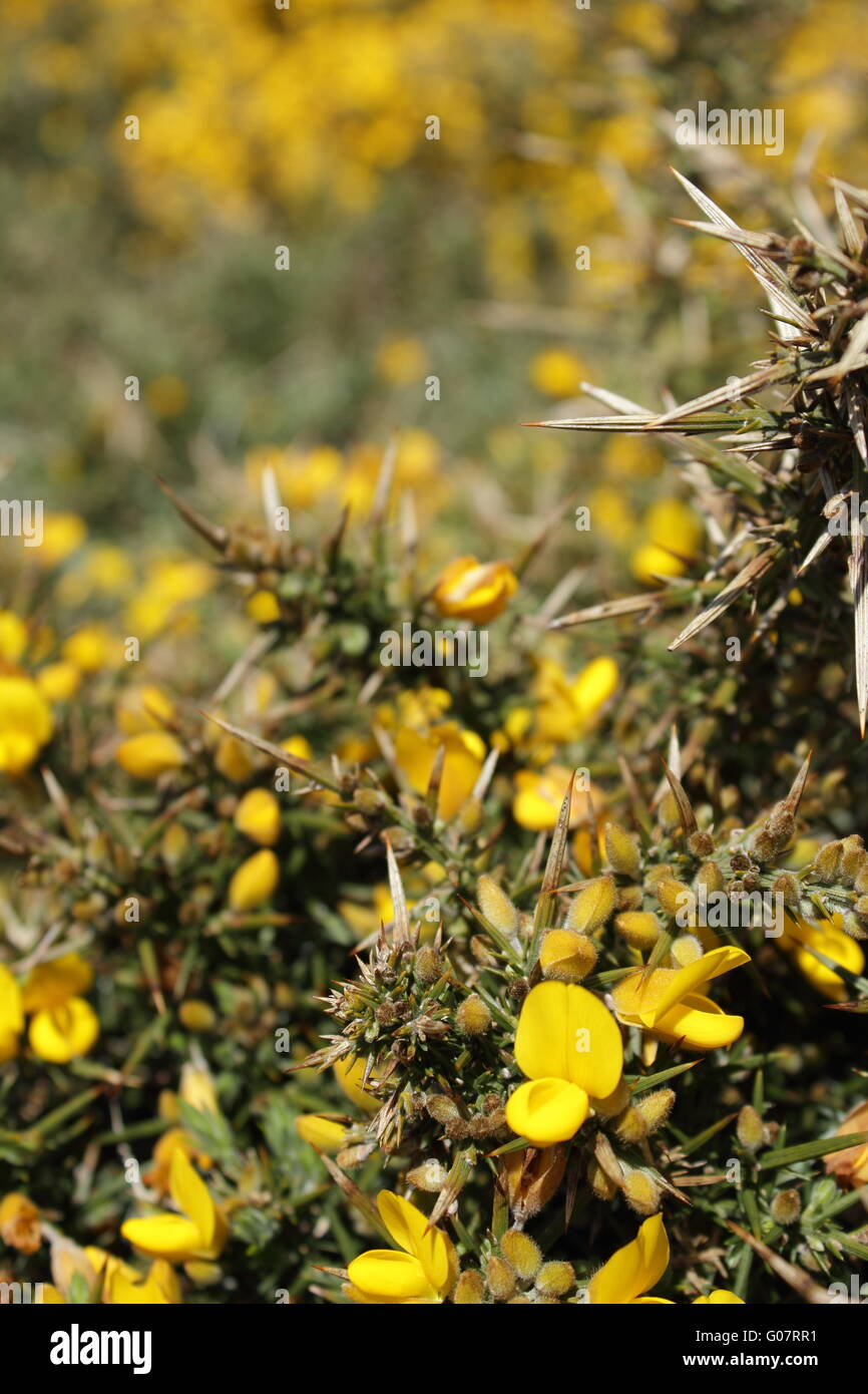 Gorse leaves hi-res stock photography and images - Alamy