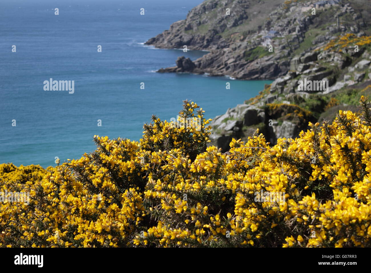 Gorse spring england hi-res stock photography and images - Alamy
