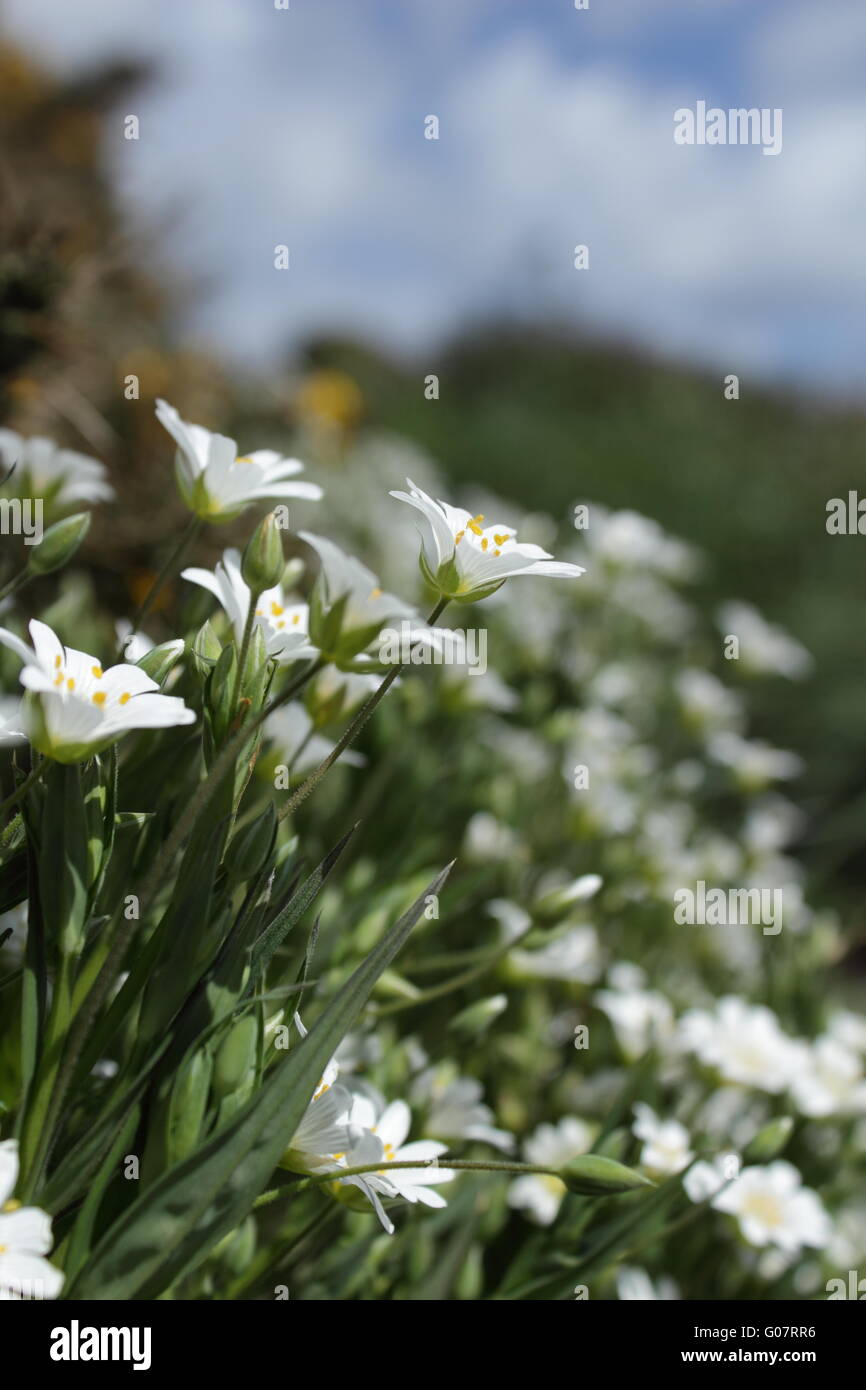 Stitchwort plant hi-res stock photography and images - Alamy