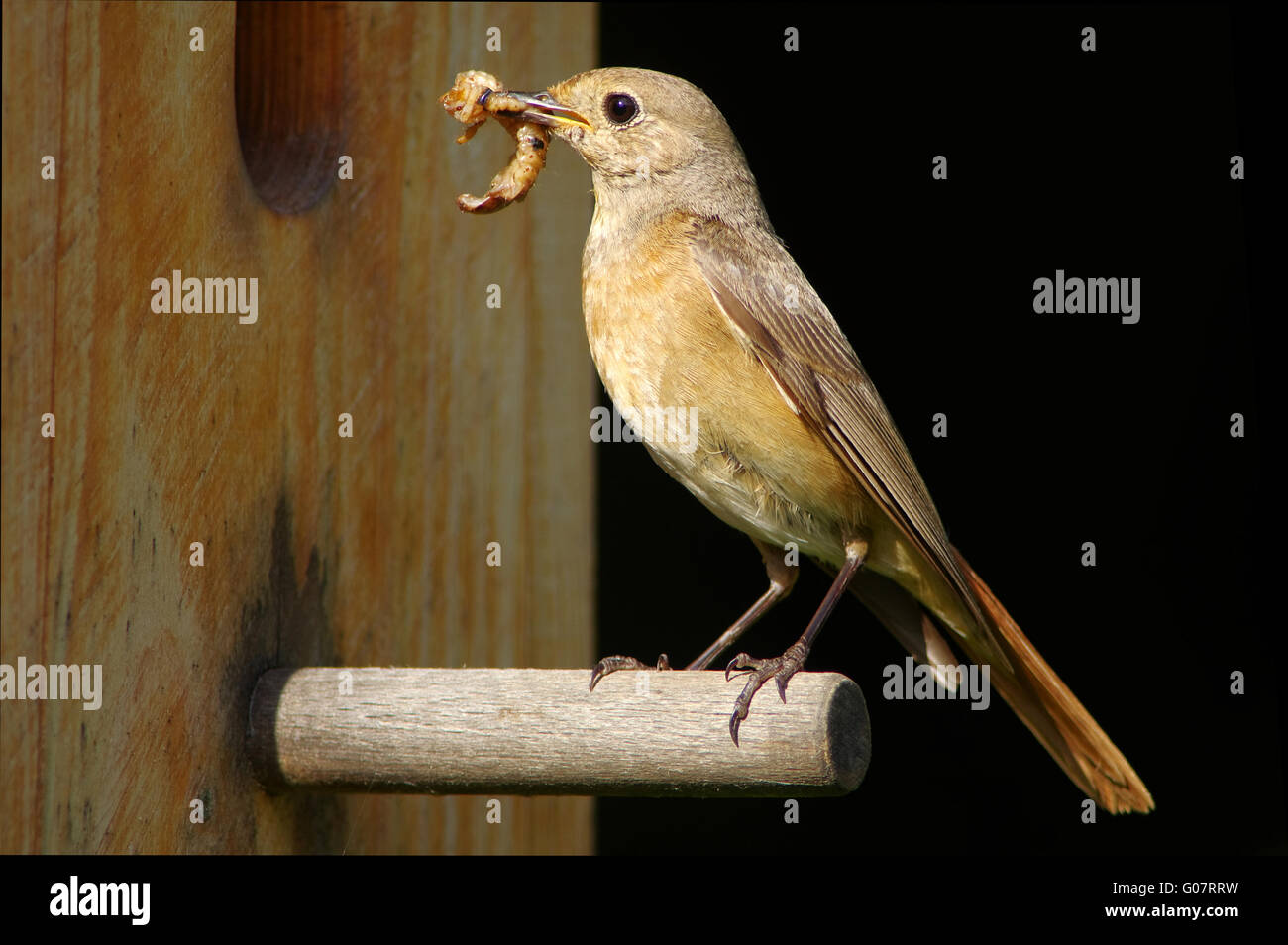 Black redstart at nest box hi-res stock photography and images - Alamy