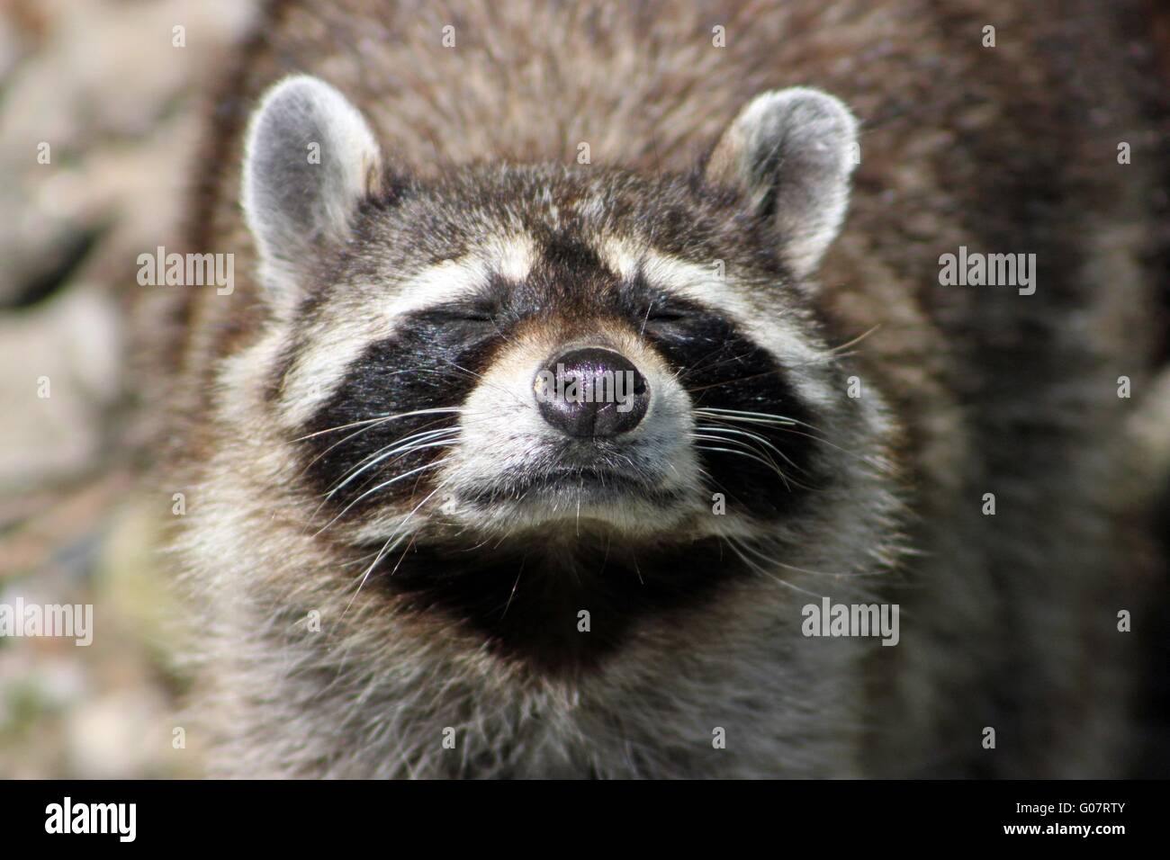 Raccoon like mammals hi-res stock photography and images - Alamy