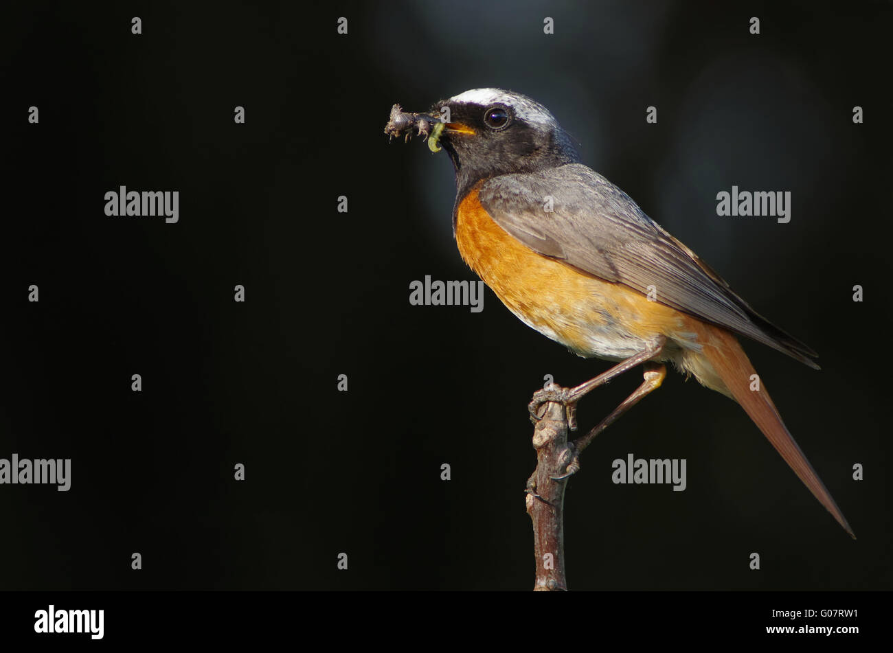 Black redstart at nest box hi-res stock photography and images - Alamy