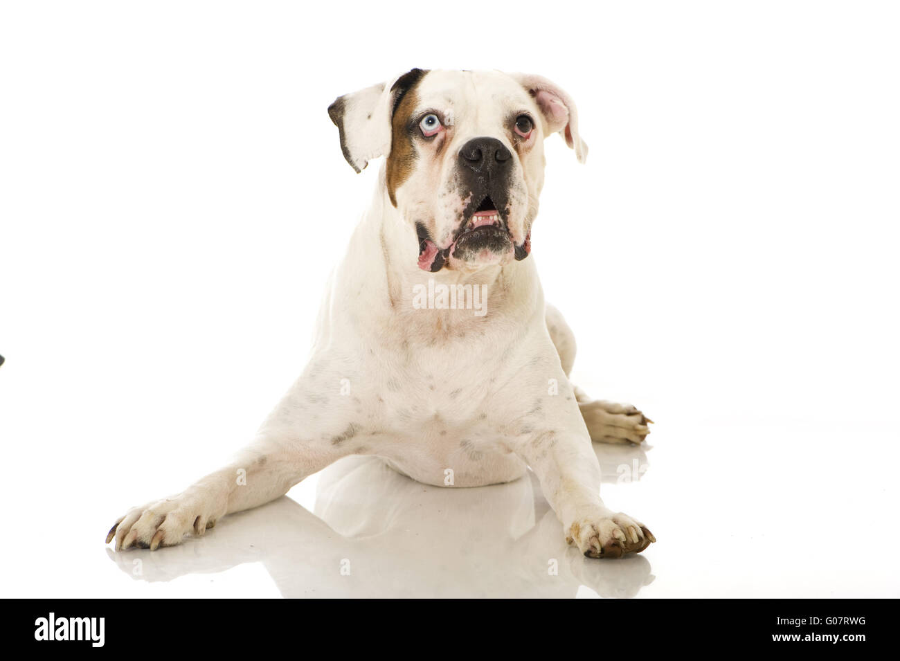 Pedigree boxer hi-res stock photography and images - Alamy