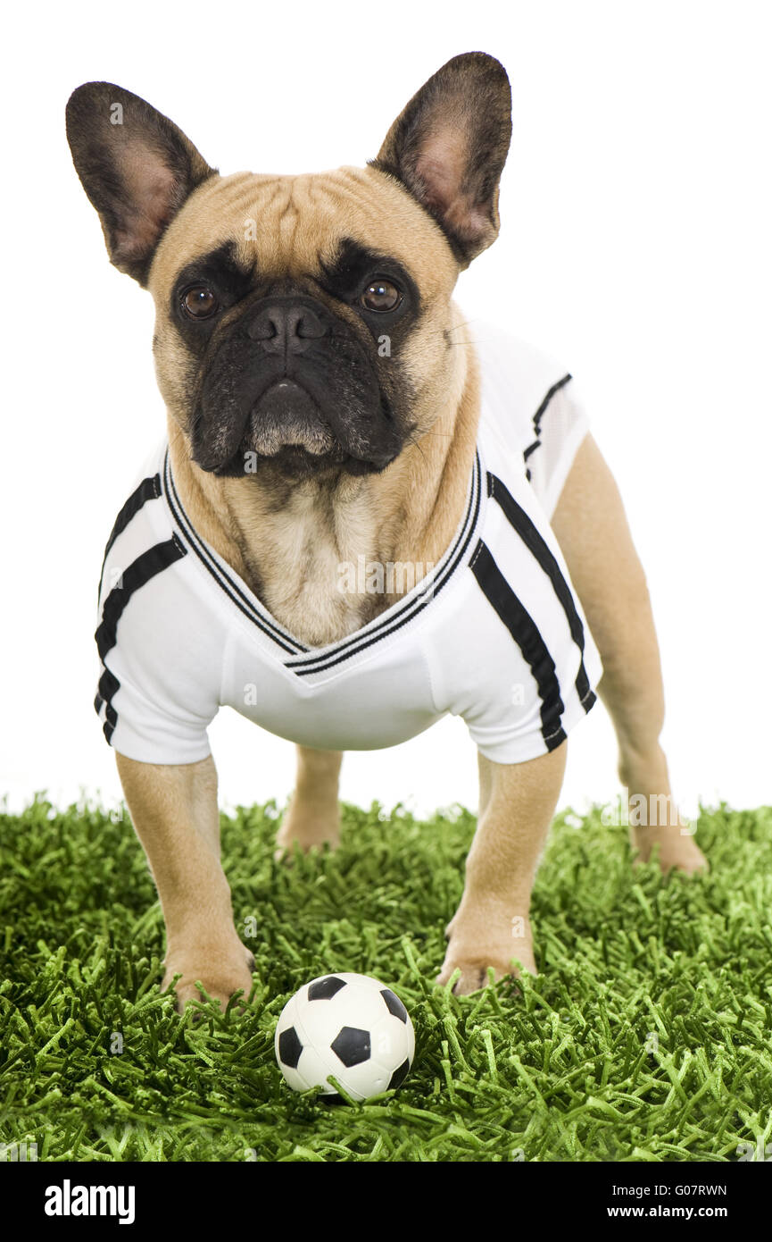 French bulldog ball hi-res stock photography and images - Alamy
