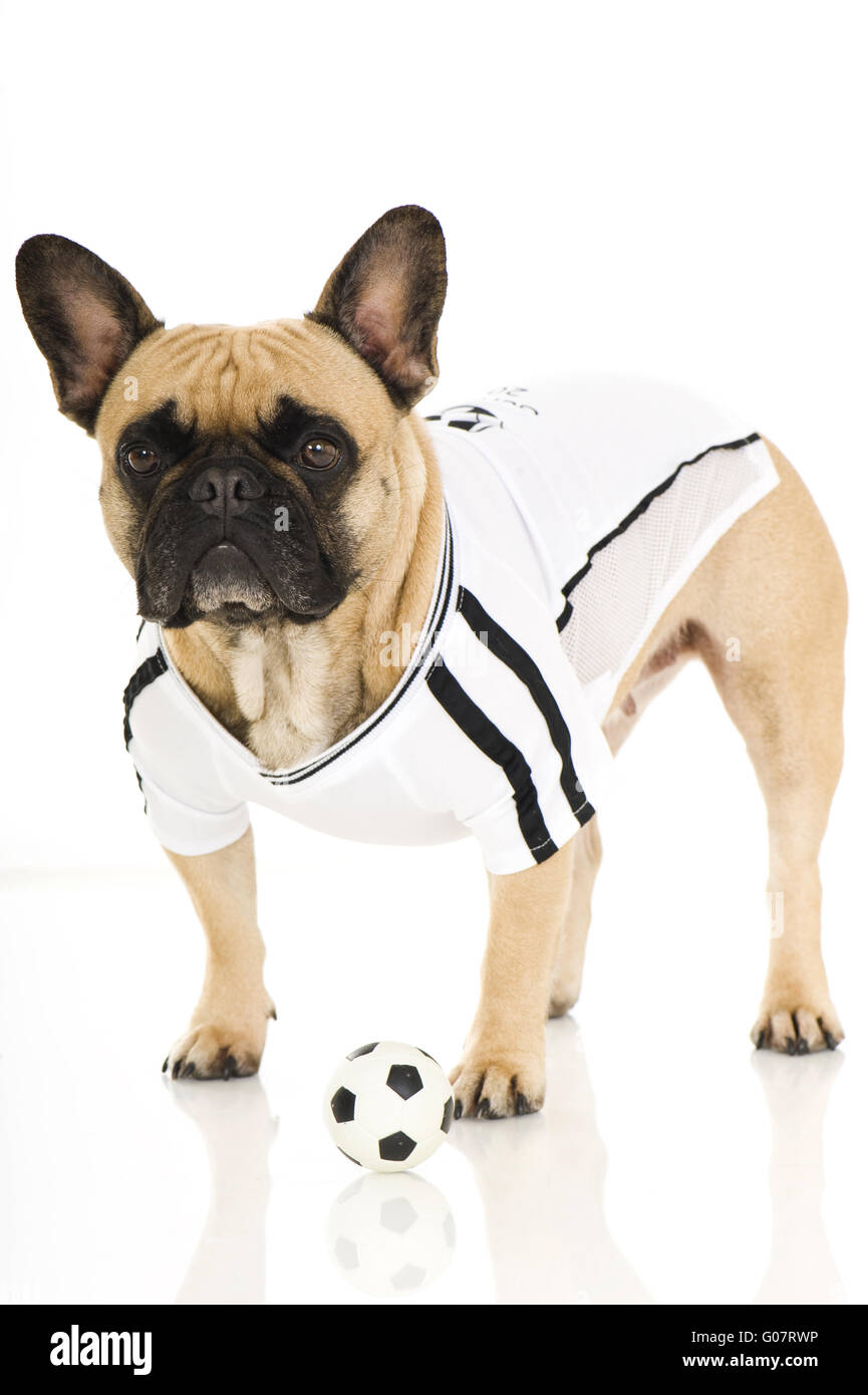 Soccer dogs hi-res stock photography and images - Alamy