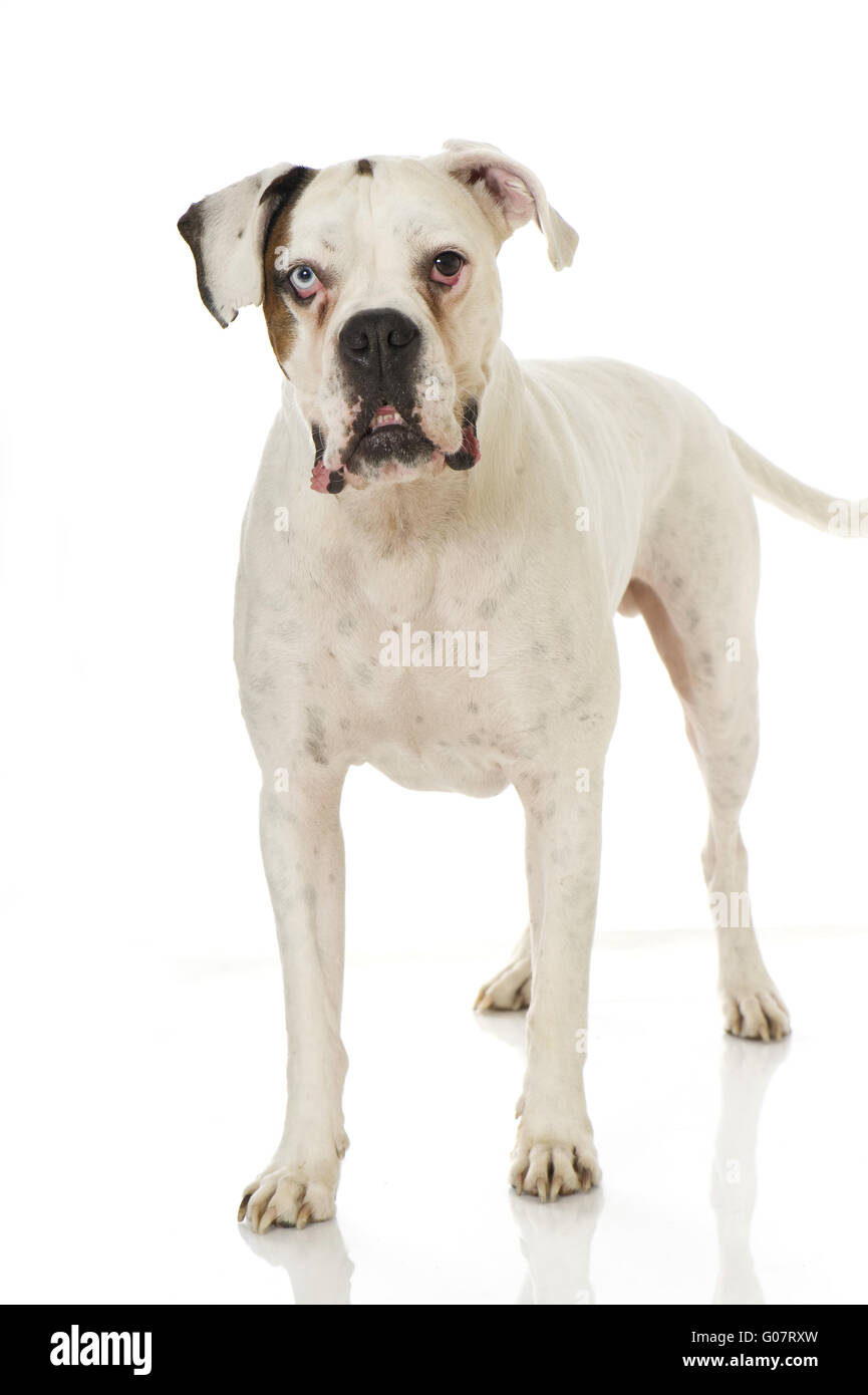 Pedigree boxer Cut Out Stock Images & Pictures - Alamy