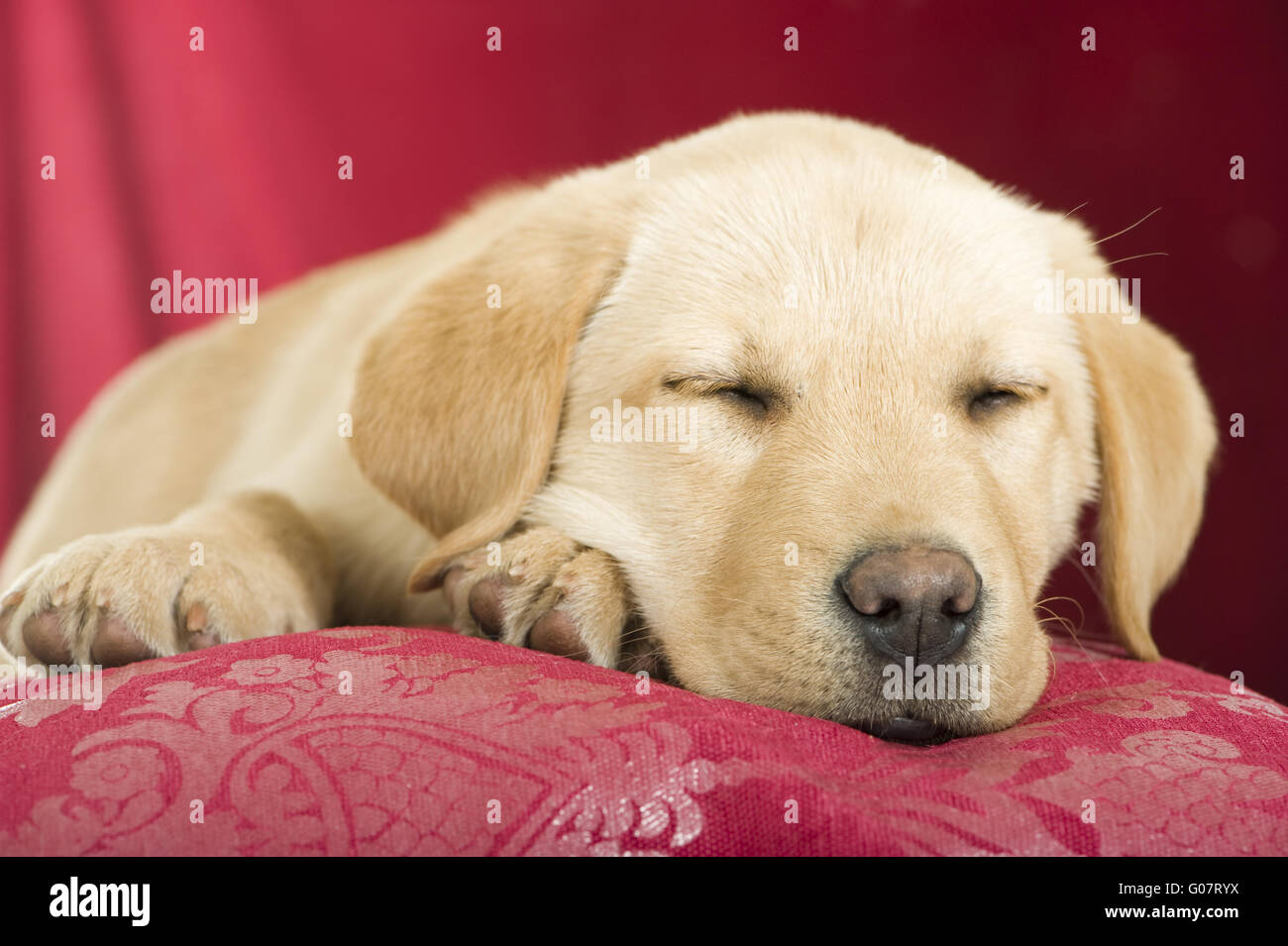 Sleep Retriever High Resolution Stock Photography and Images - Alamy