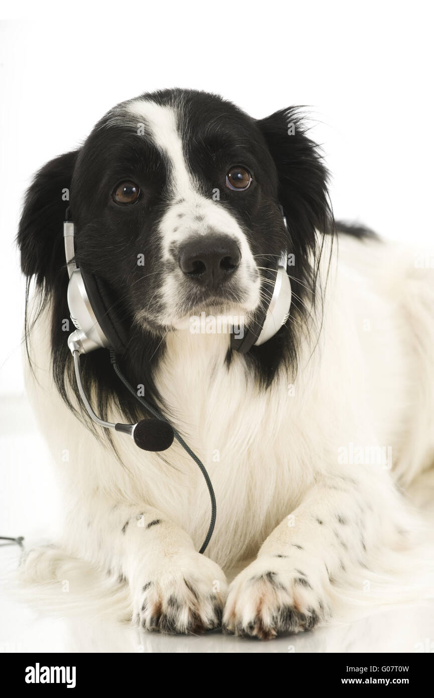 Border Collie black and white Stock Photo - Alamy