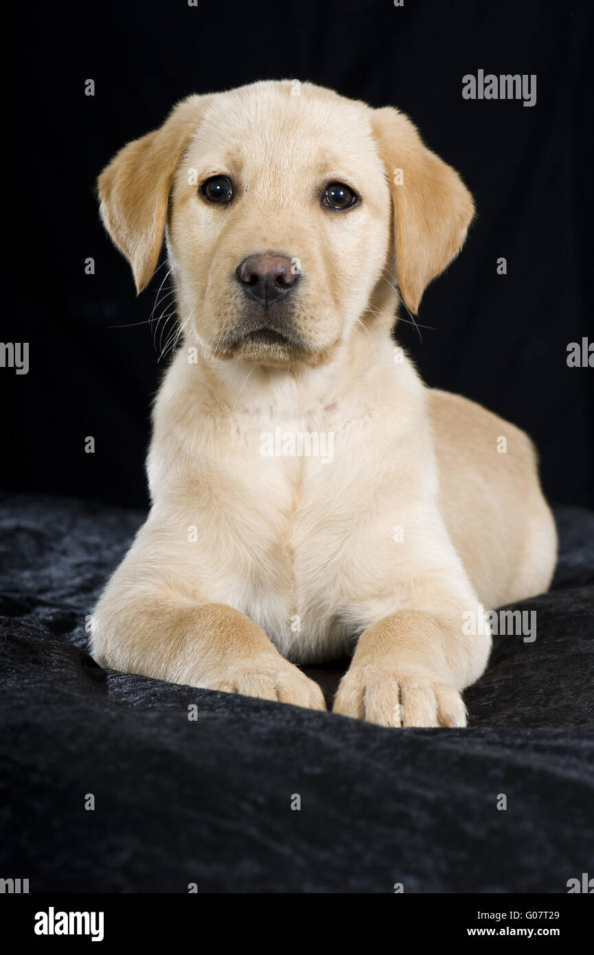 Small black labrador puppy hi-res stock photography and images - Alamy