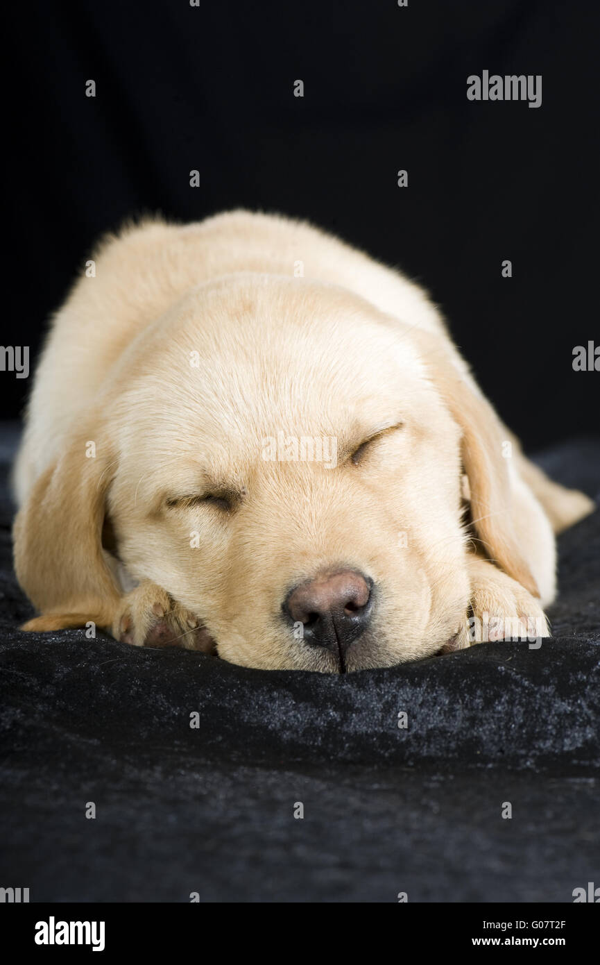Labrador Retriever Puppy Stock Photo - Alamy