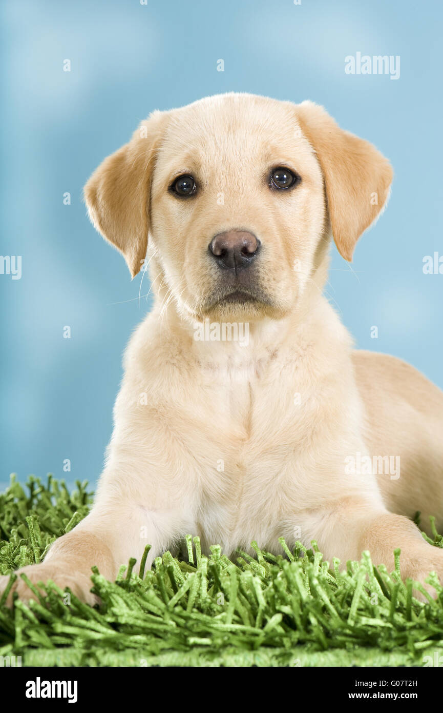 Small labrador hi-res stock photography and images - Alamy