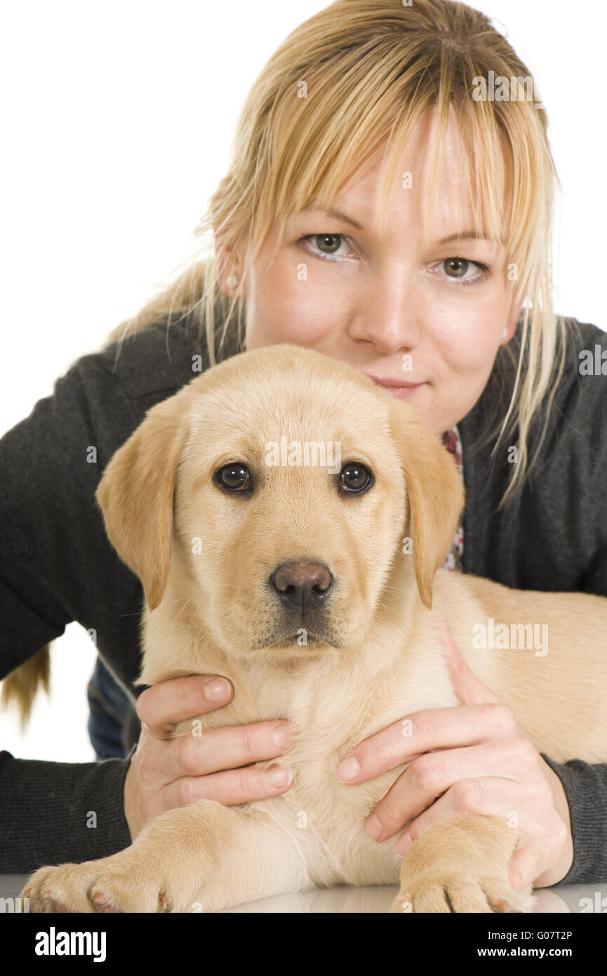 Labrador Retriever Puppy Stock Photo - Alamy