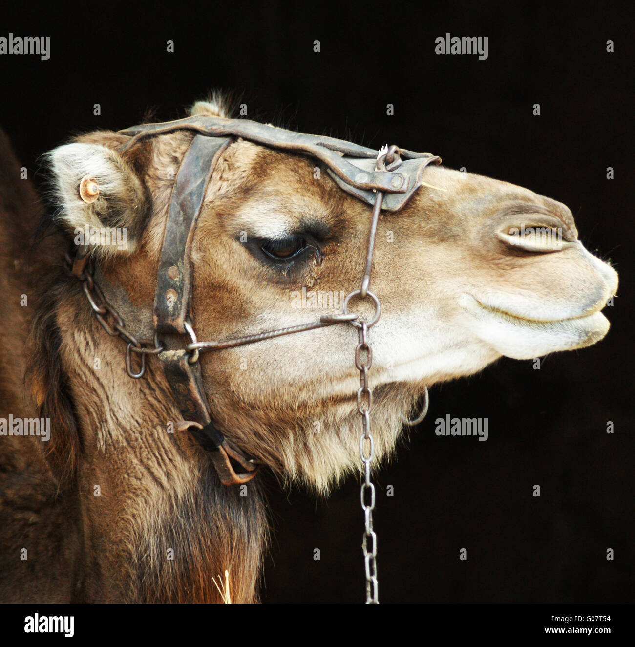 Dromedary camel face hi-res stock photography and images - Alamy