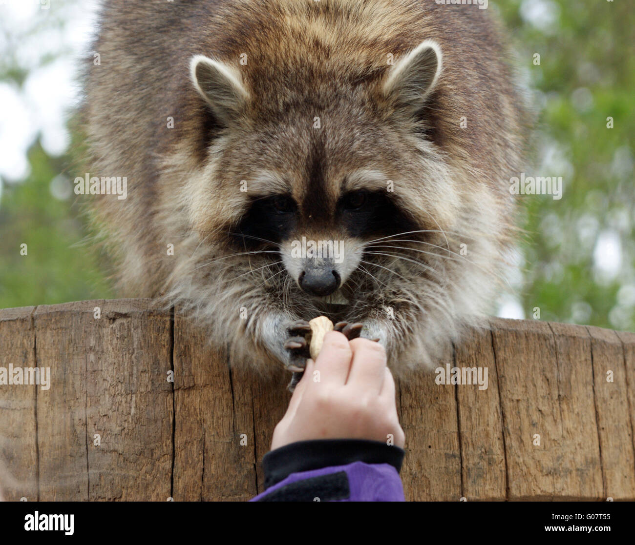 Racoon hi-res stock photography and images - Alamy